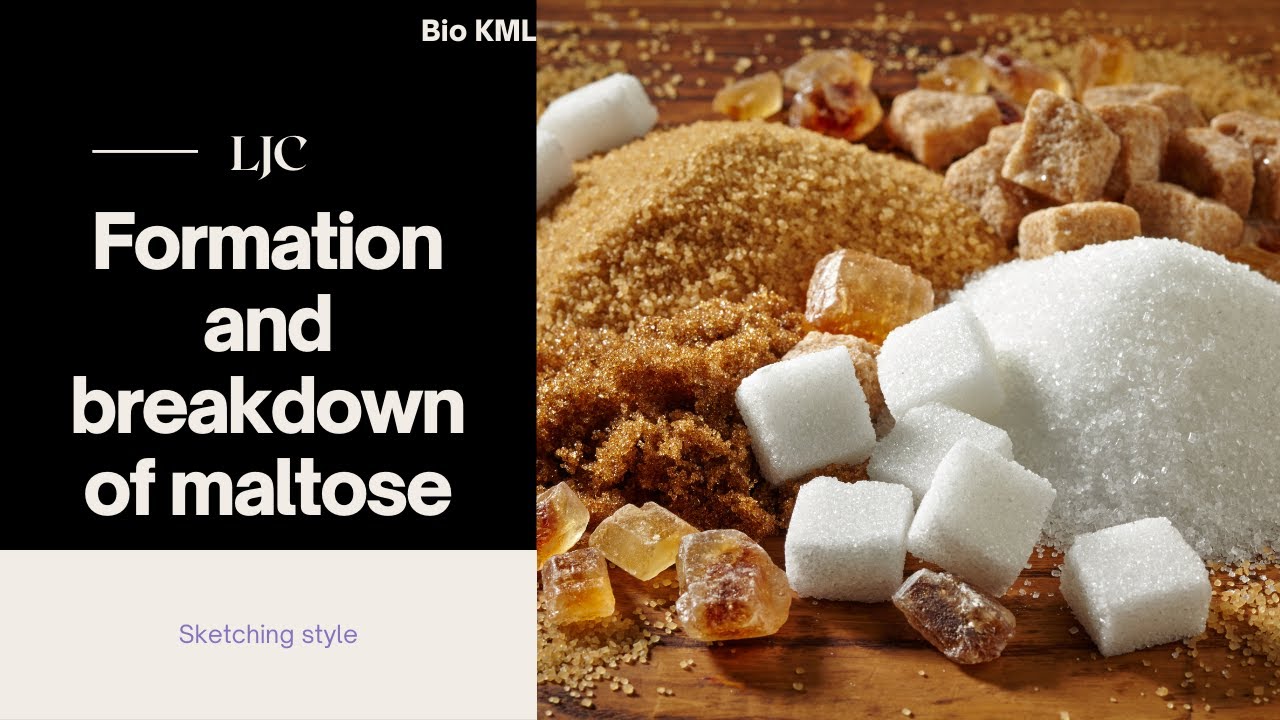 Formation and breakdown of Maltose - YouTube