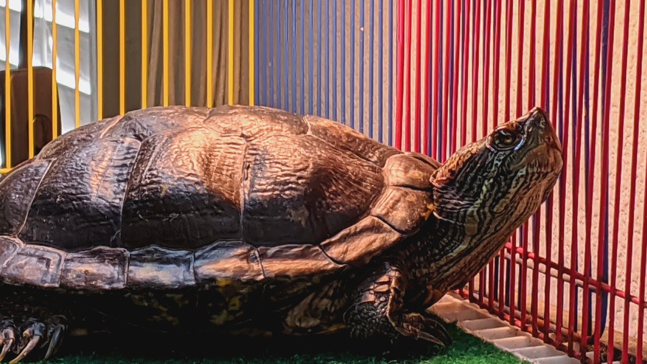 Bad Recipes + Turtle Goes to the Vet - Feb 4-10, 2020 - YouTube