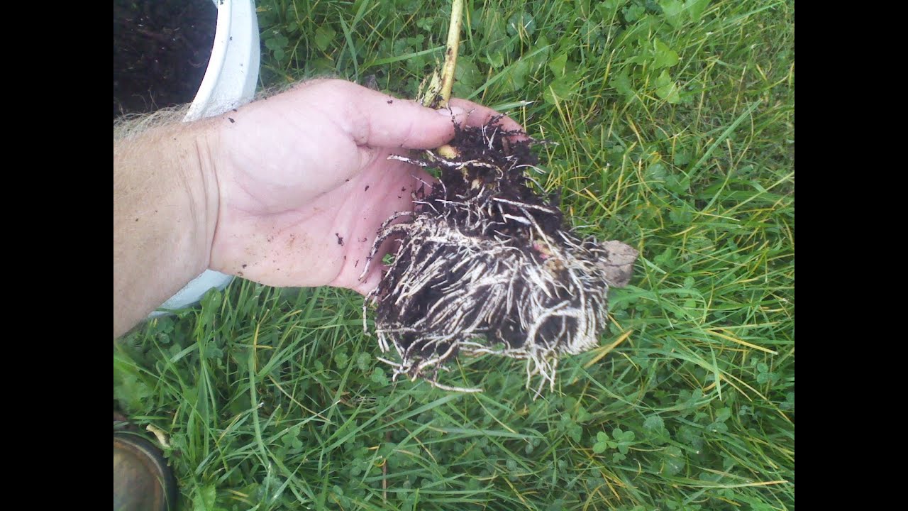 Propagating Blackberry Plants - Tip Layering - YouTube