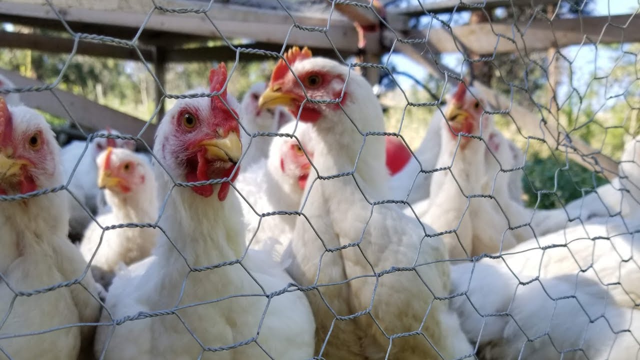 1000lbs of Chicken Butchered in 2 days on the Homestead. - YouTube