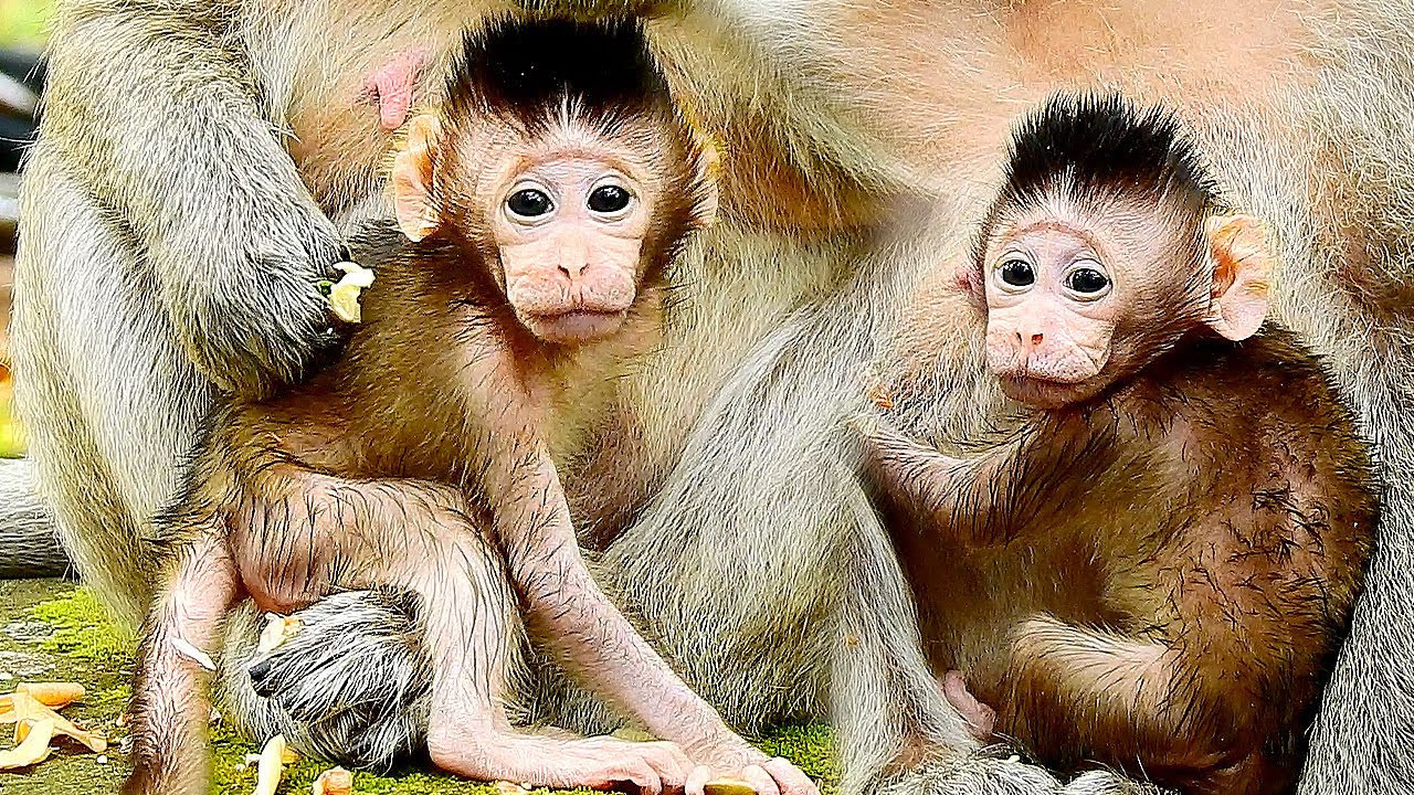 Lovely! Newborn b-aby look so adorable in early morning - YouTube