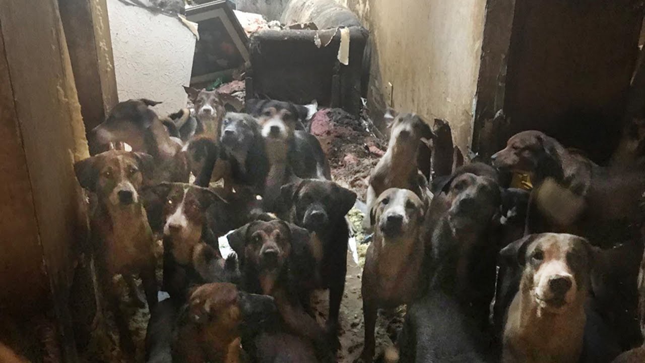 Hoarder Dogs: God's Dogs Rescue Saves Puppies from Hoarding, Prepares ...