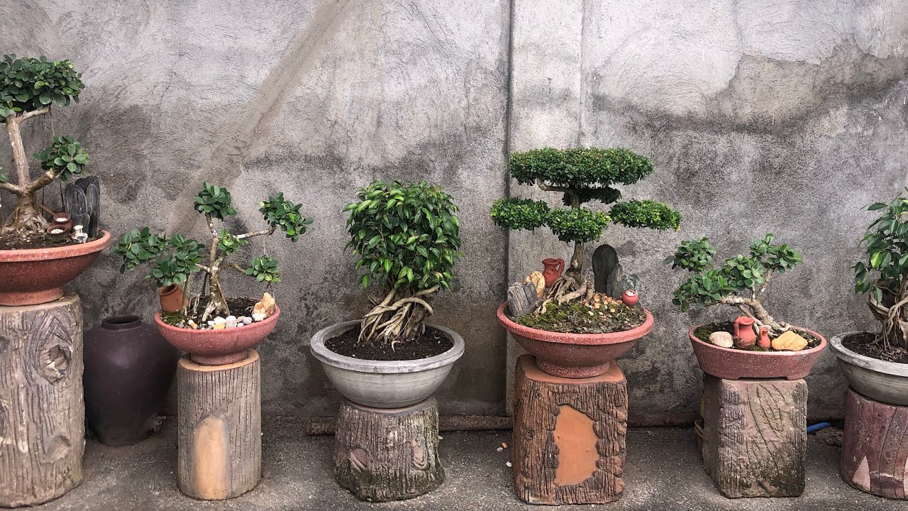 BONSAI - Different kinds of BONSAI Trees (Ficus, Balete, Bushida) - YouTube