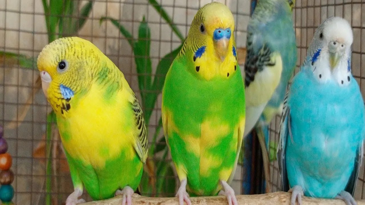 12 Hours of Happy Morning Budgie Sounds: Cheerful Parakeet Chirps to ...