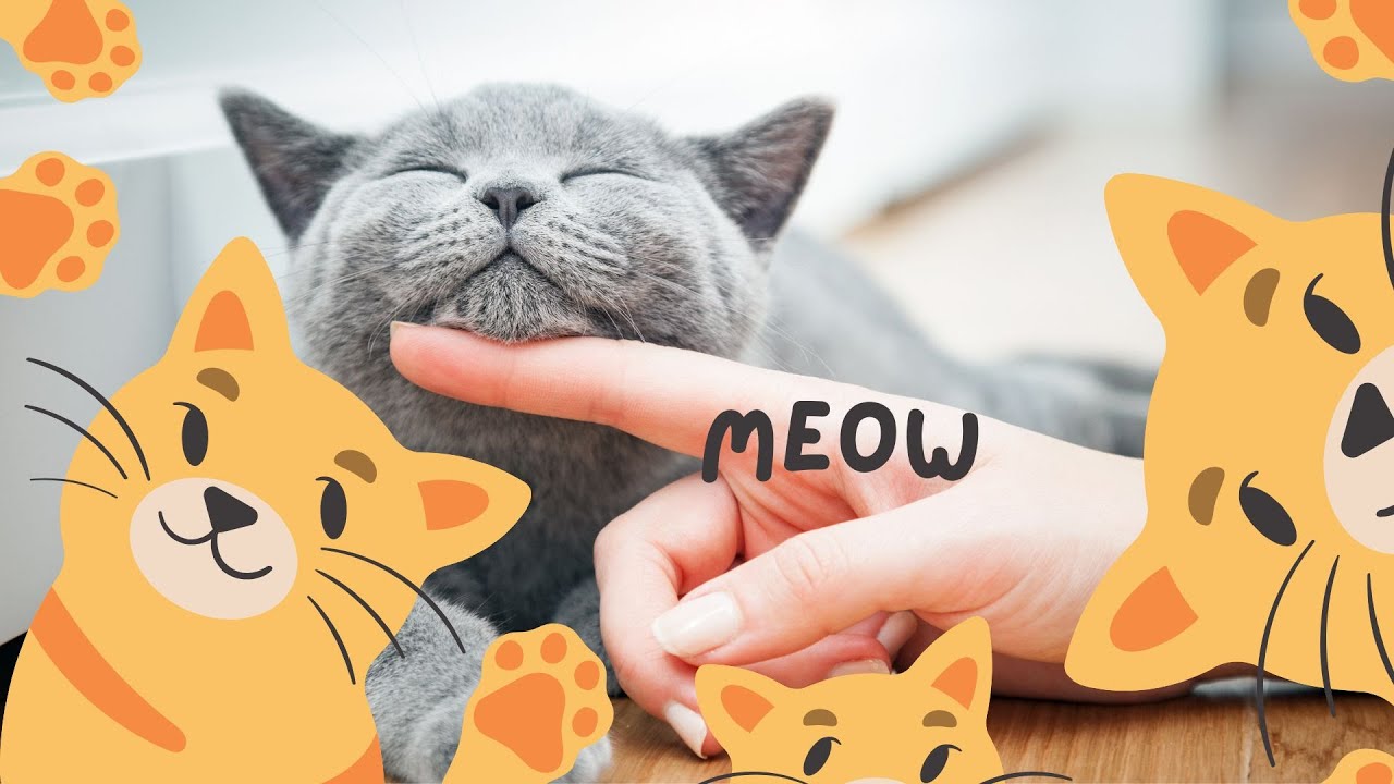 5 Curiosidades Adorables sobre los GATOS! - CUTE CATS TOP 2024 - YouTube