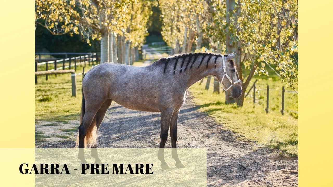 GARRA - PRE DRESSAGE MARE From VETUSTO JV I - FOR SALE - YouTube