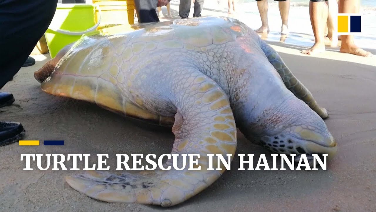 Stranded sea turtle rescued in Hainan, south China - YouTube
