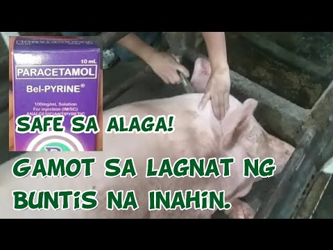 Safe na Gamot Para Sa Lagnat Ng Buntis Na Inahin. - YouTube