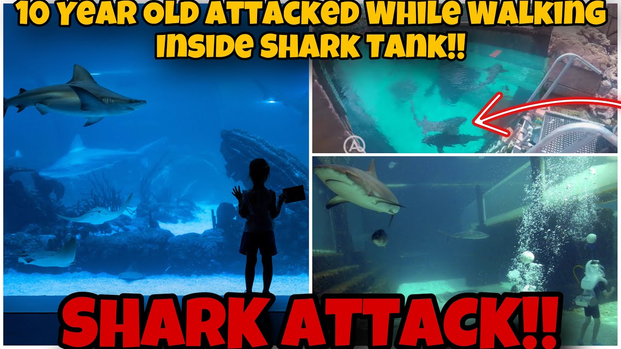 SHARK ATTACK! 10 Year Old Attacked While Walking In Shark Tank At ...