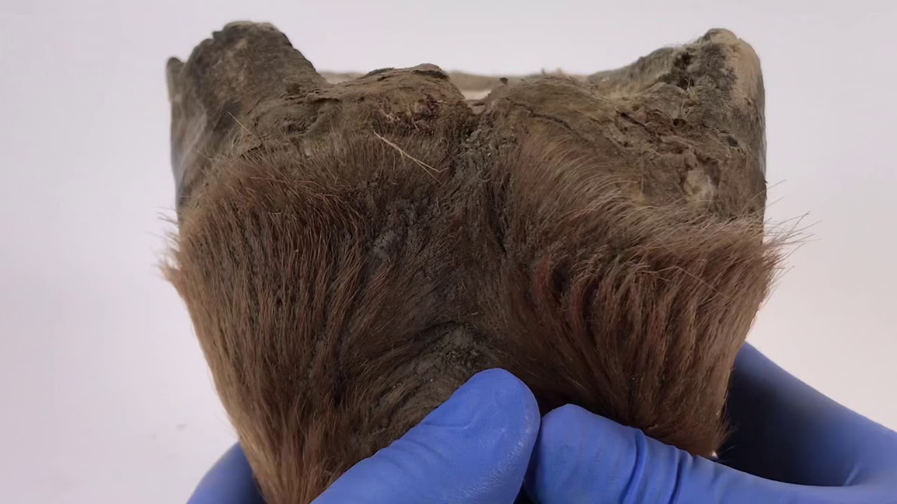 Hoof J, external study of a neglected equine hoof - YouTube