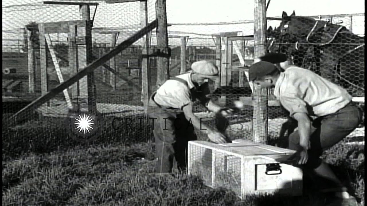 The Fromm Bros Nieman & Co. silver fox farm in Thiensville Wisconsin ...