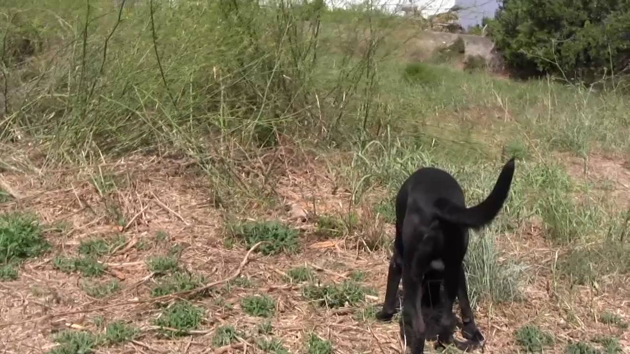 Chimo - APAD Denia Tierheim - YouTube