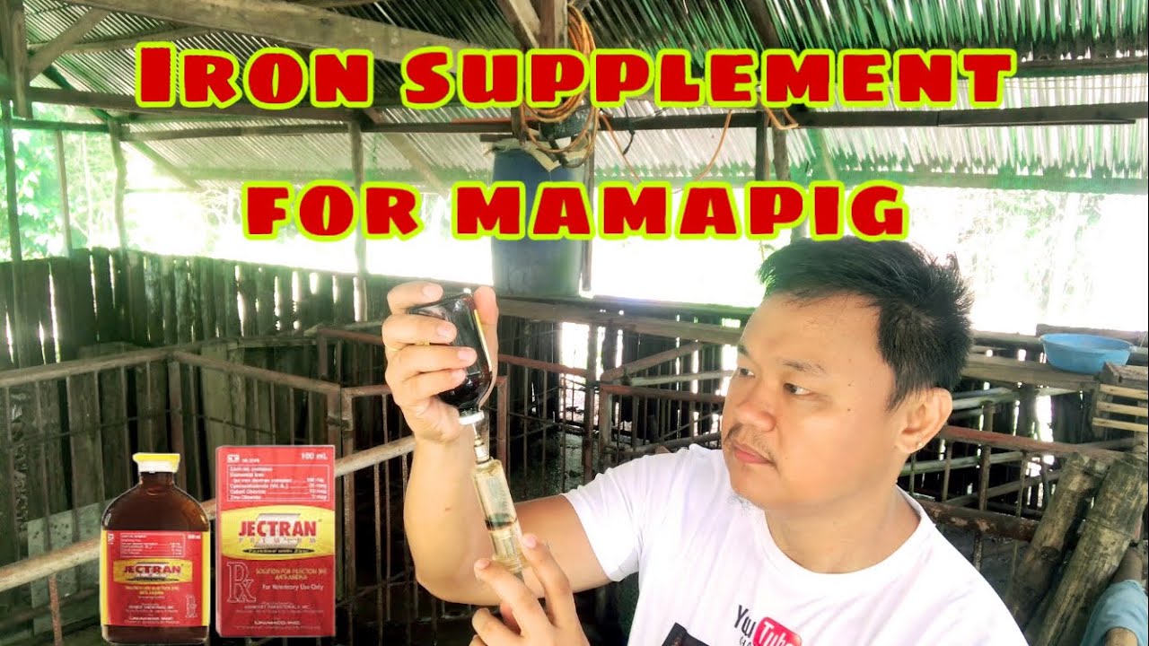 Kailan pwedeng turukan ng iron ang mga buntis na inahing baboy | Ryan ...