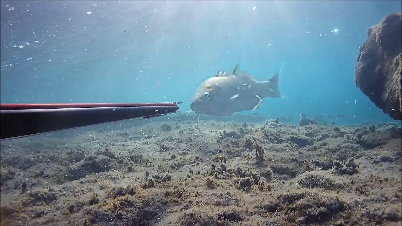 ΨΑΡΟΝΤΟΥΦΕΚΟ ΙΚΑΡΙΑ ΛΑΥΡΑΚΙΑ - SPEARFISHING SEA BASS - YouTube