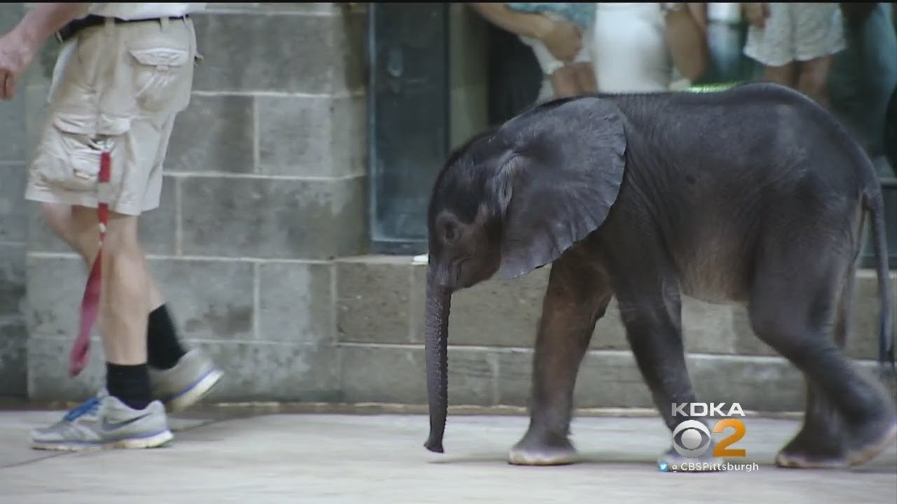 Zoo: Baby Elephant Out Of Surgery, In Recovery - YouTube