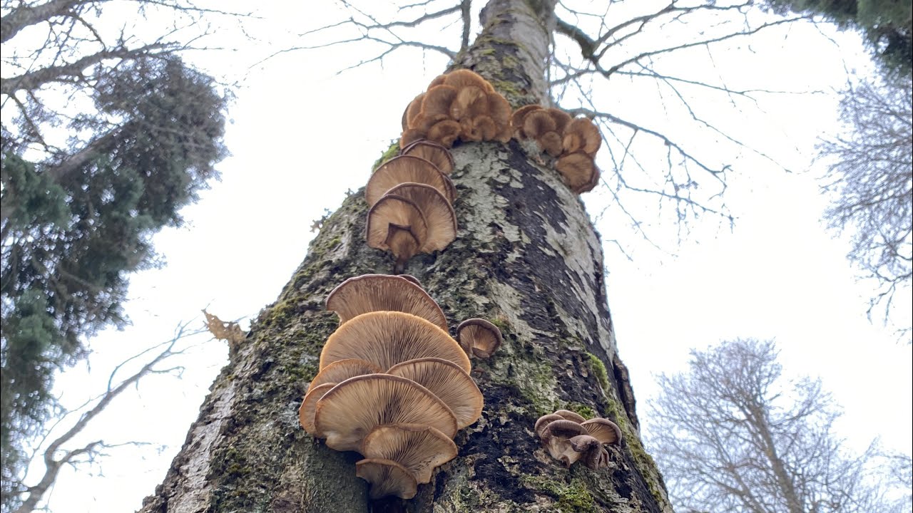 İSTİRİDYE MANTARI 10 (kav mantarı çayı) - YouTube