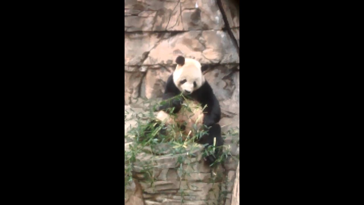 Dramatic Panda - YouTube