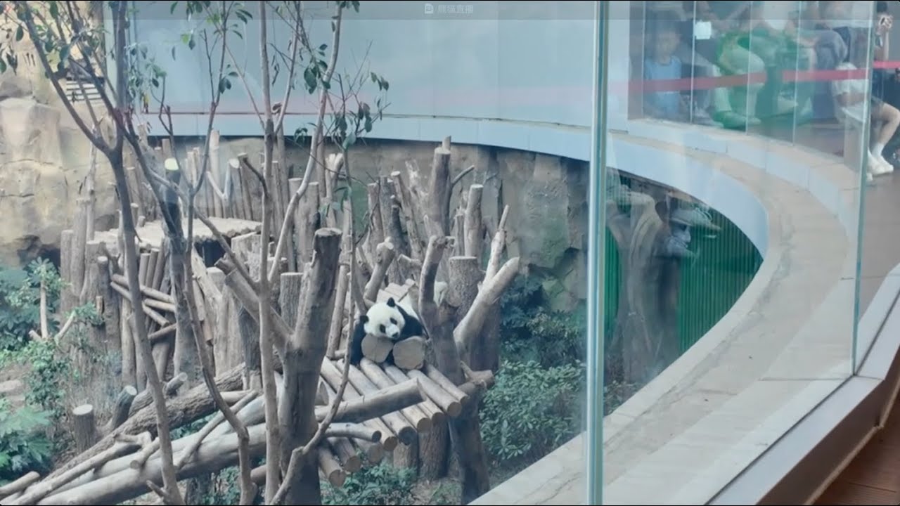 LIVE: Inside the world’s preeminent giant panda sanctuary in Chengdu ...