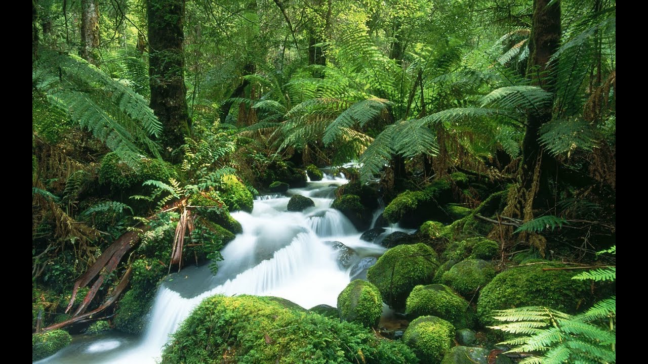 Rainforest Sounds (1 Hour) - YouTube