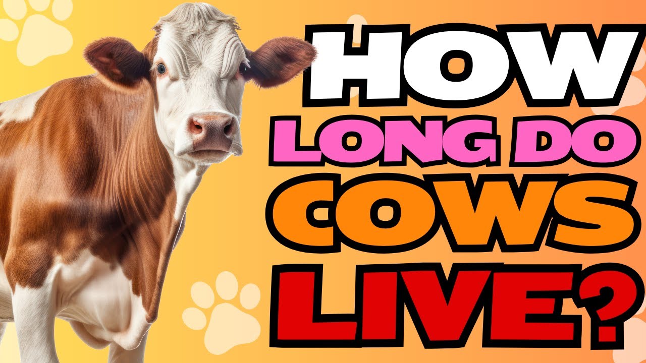 How Long Do Cows Live?🐮🕰️ - YouTube