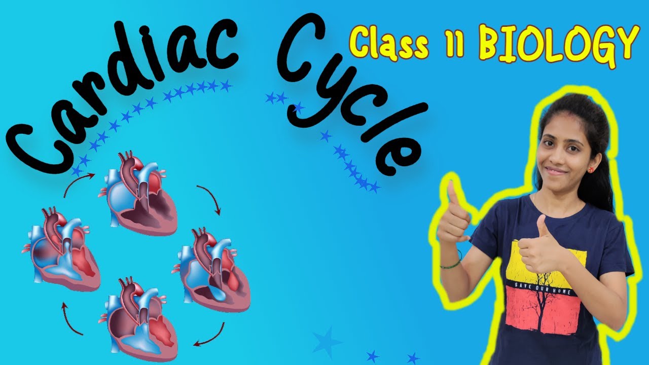 Cardiac cycle Quick Class 11 Biology | Chapter 18 | NCERT | NEET | Body ...
