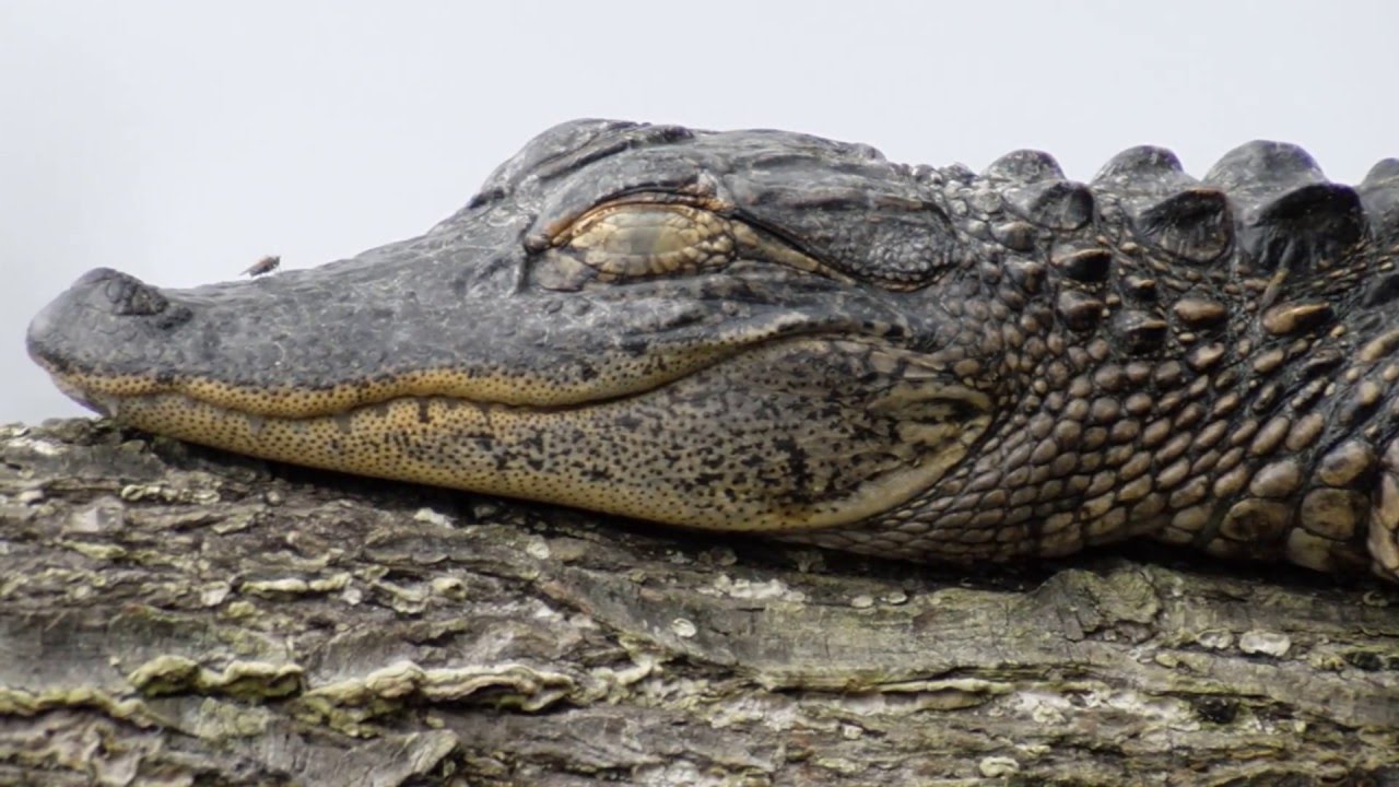 American Alligator sleeps - YouTube