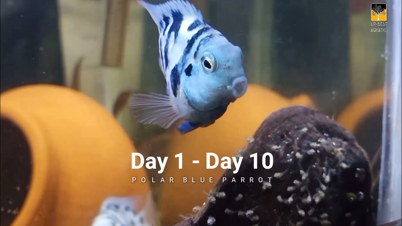 Breeding Ikan Hias Polar Blue Parrot Cichild Menetas Dan Beranak Day 1 ...