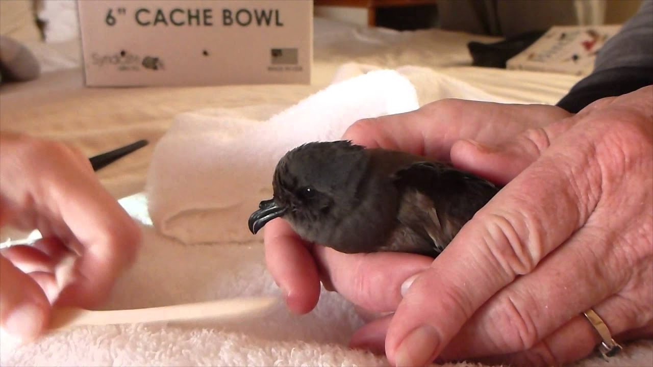 Feeding the Storm Petrel - YouTube