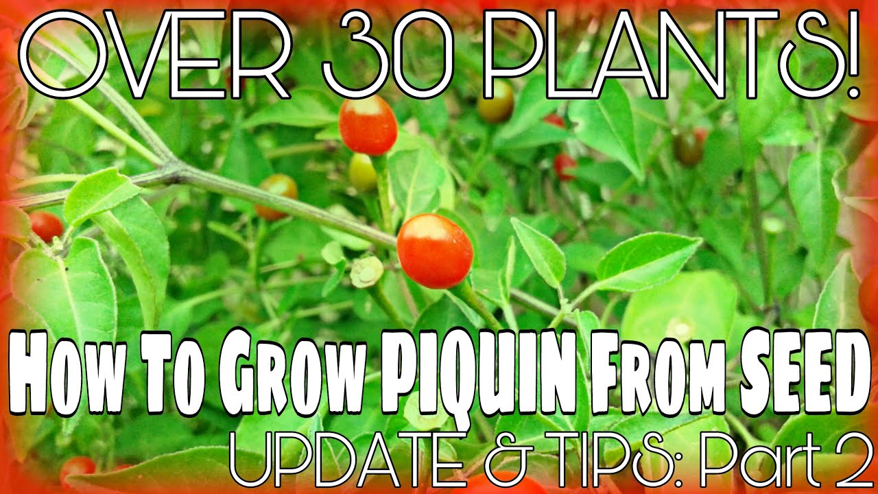 How To Grow PIQUIN From SEED: UPDATE & TIPS: Part 2/OVER 30 Plants ...