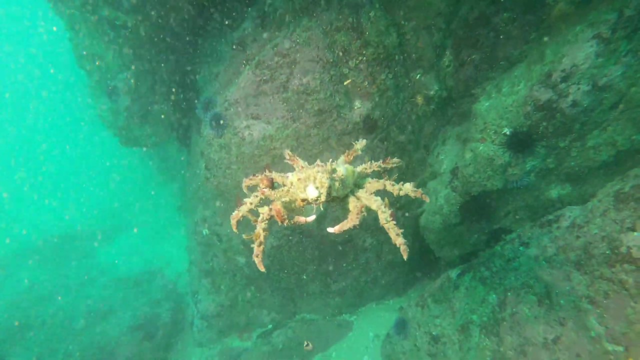 2019-01-21 Scuba Diving - Lover's Point, Monterey - YouTube