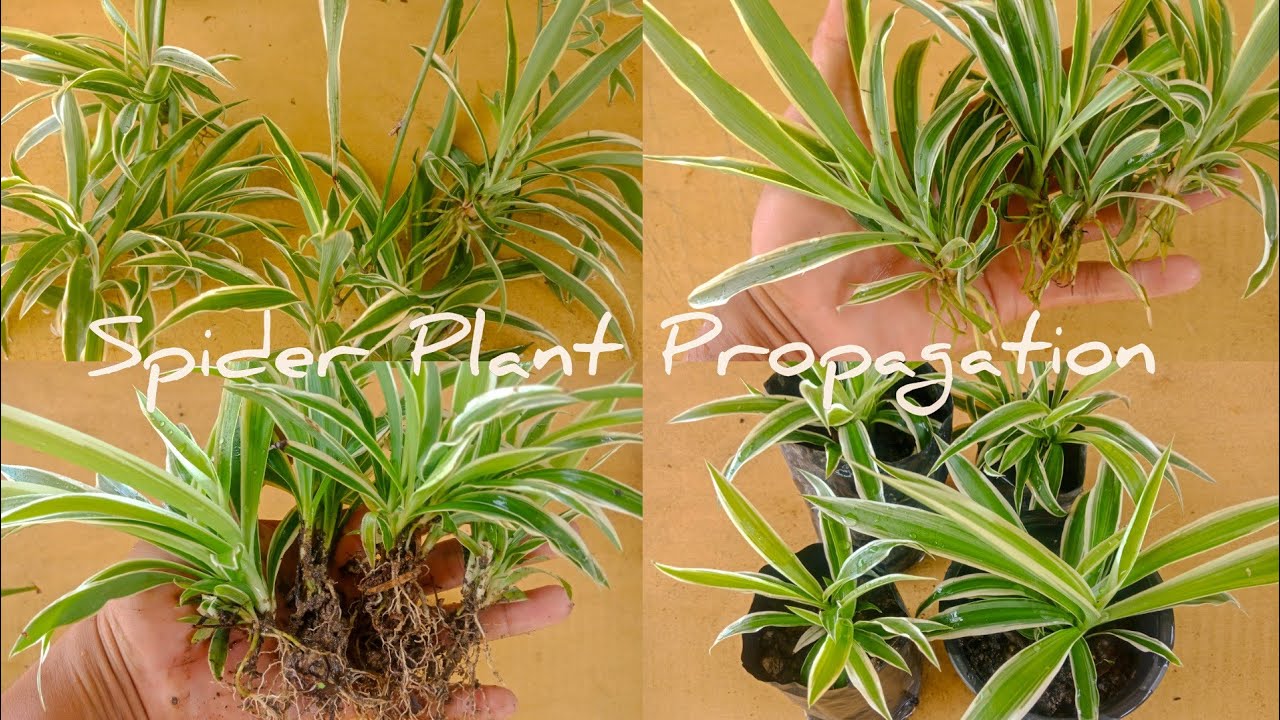 How To Grow Spider Plant from Runner's in Easy and Simple Way | Spider ...