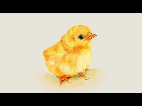 Chick : How to Draw a Chick ll Colour pencil drawing - YouTube