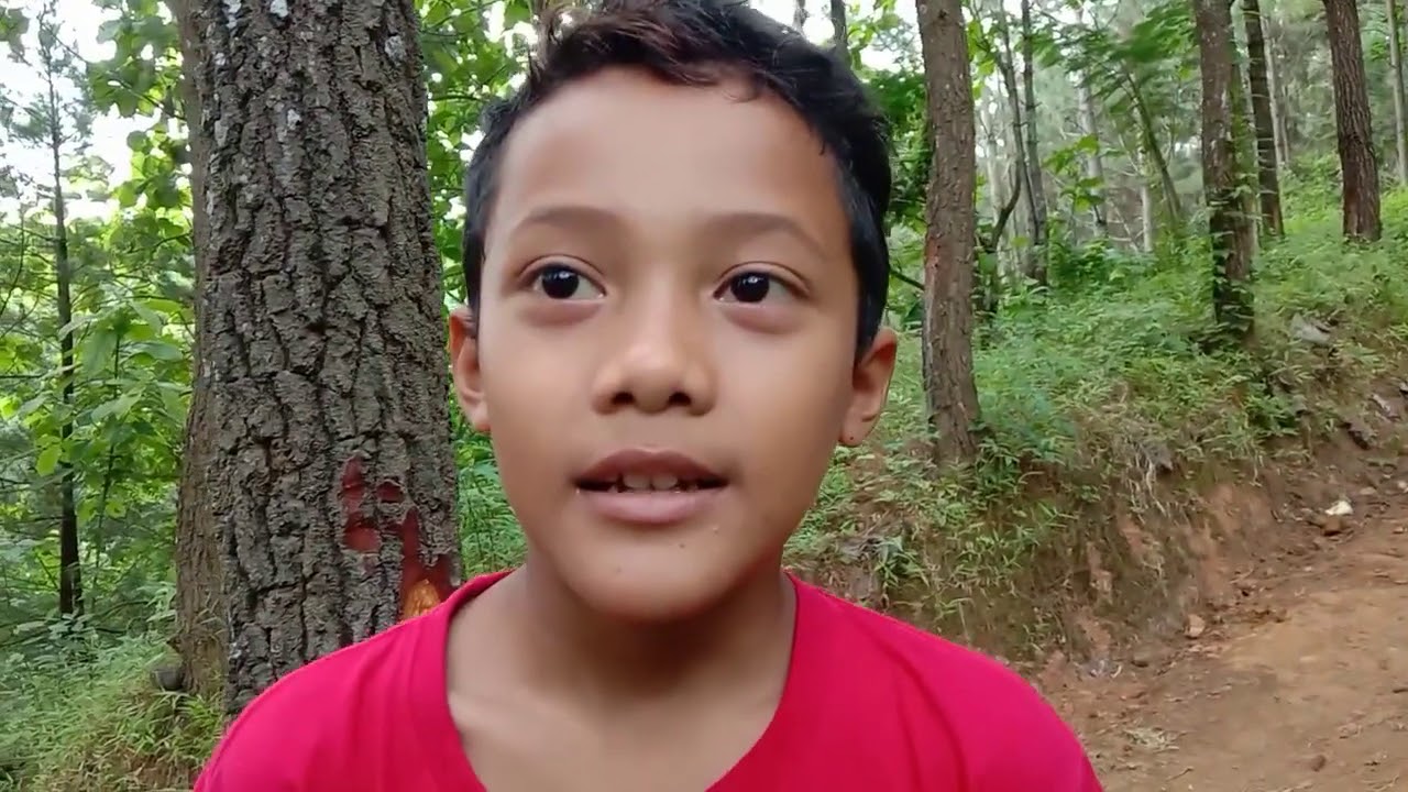 Manfaat Getah Pinus - YouTube