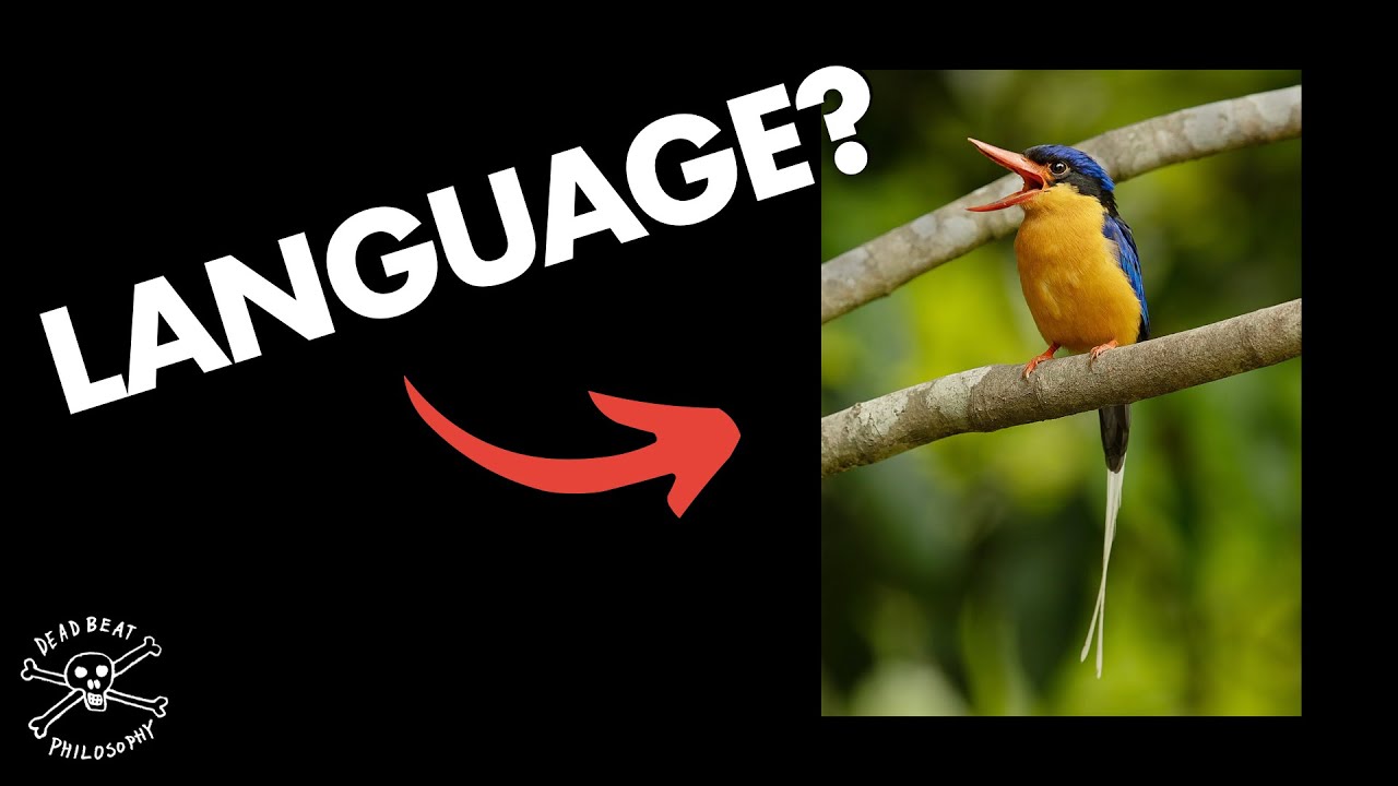 Do Birds Have Language? | A Philosophy of Birdsong - YouTube