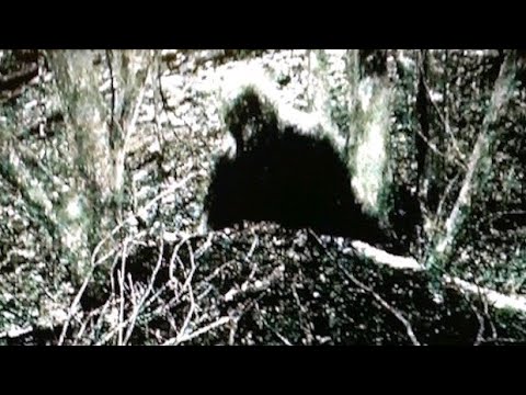 Anonymous Cryptid Encounters 2 - YouTube