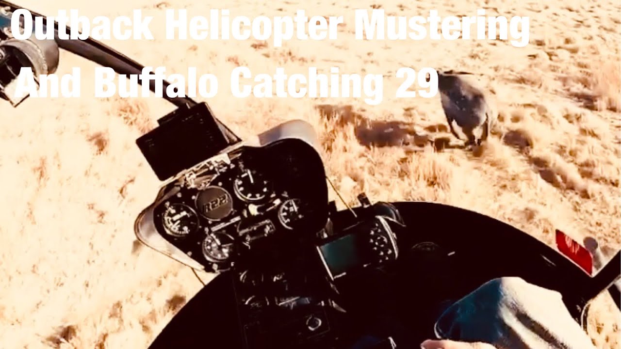 Outback Helicopter Mustering and Buffalo Catching Northern Territory 29 ...