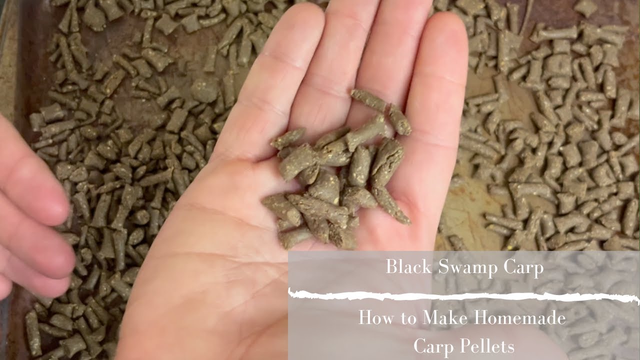 How To Make Homemade Carp Fishing Pellets - YouTube