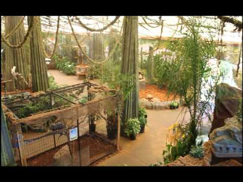 RainForest Exhibit Final Promo - YouTube