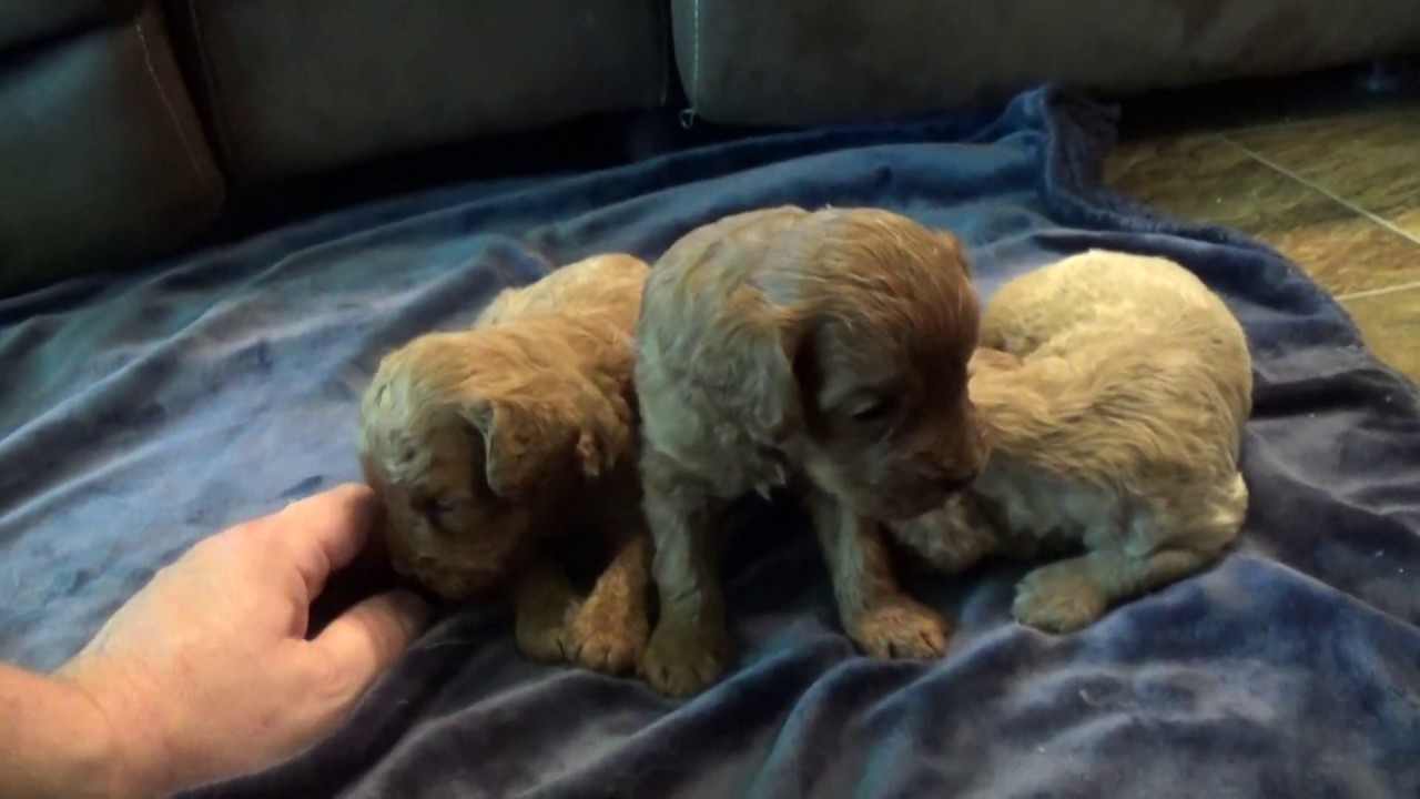 Lily's cavapoo litter - YouTube