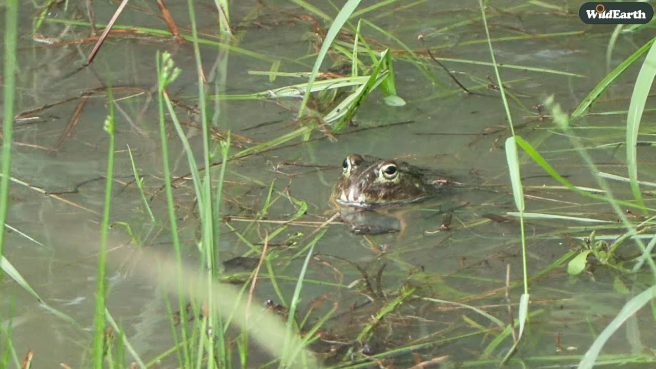 LIVE at the waterhole - 12 January 2025 - AD FREE - YouTube