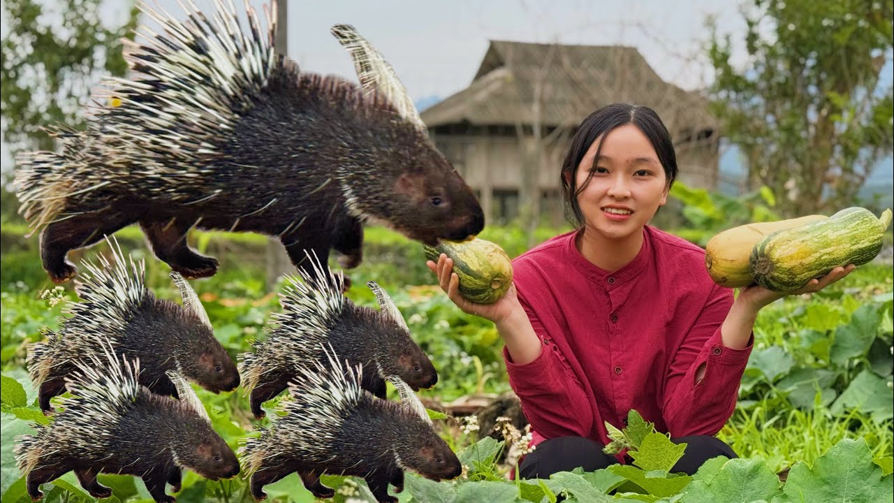 Her Day Picking Squash and Feeding Hedgehogs: A Glimpse into Unique ...