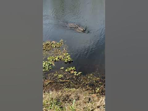 Filming Giant Alligator Beside Smaller One then Panicked as Swimming ...