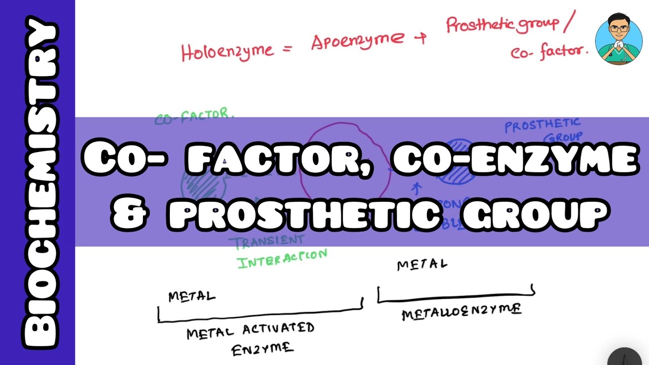 Co-enzyme , Co-factor & Prosthetic group | Biochemistry - YouTube