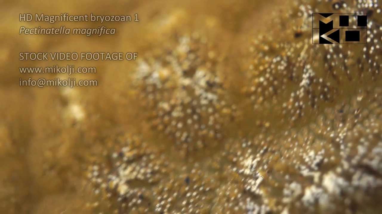 Magnificent bryozoan Pectinatella magnifica HD Stock Video Footage 1 ...
