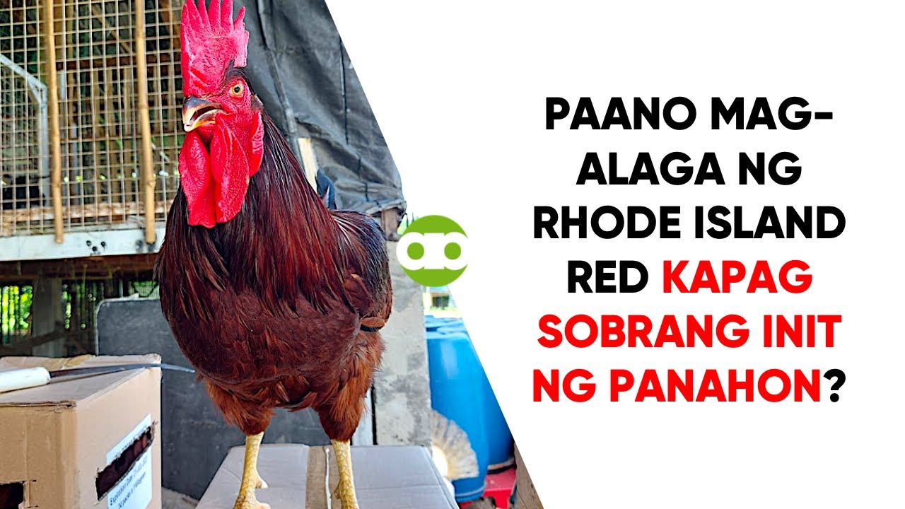 Paano Mag-alaga Ng Rhode Island Red Kapag Sobrang Init ng Panahon? - YouTube
