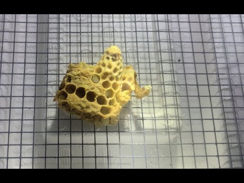 Hatching Queen Bees Part 2 - YouTube