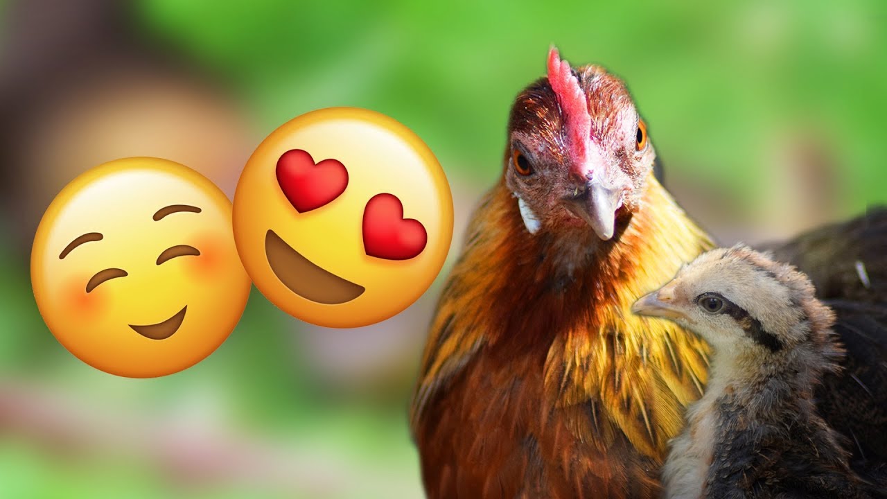 Cute Dutch Bantam Hen & Chicks - YouTube
