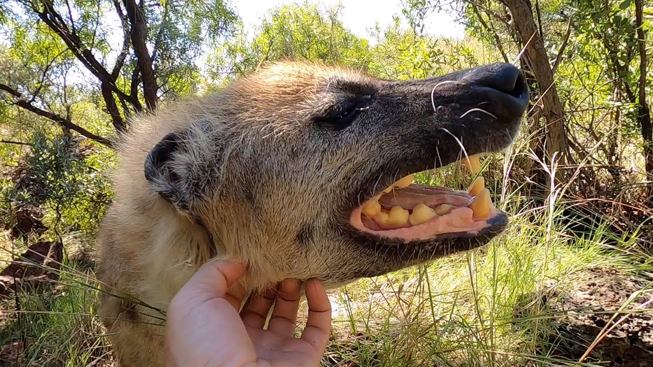 Fun Walk with Vince the Hyena | The Lion Whisperer - YouTube