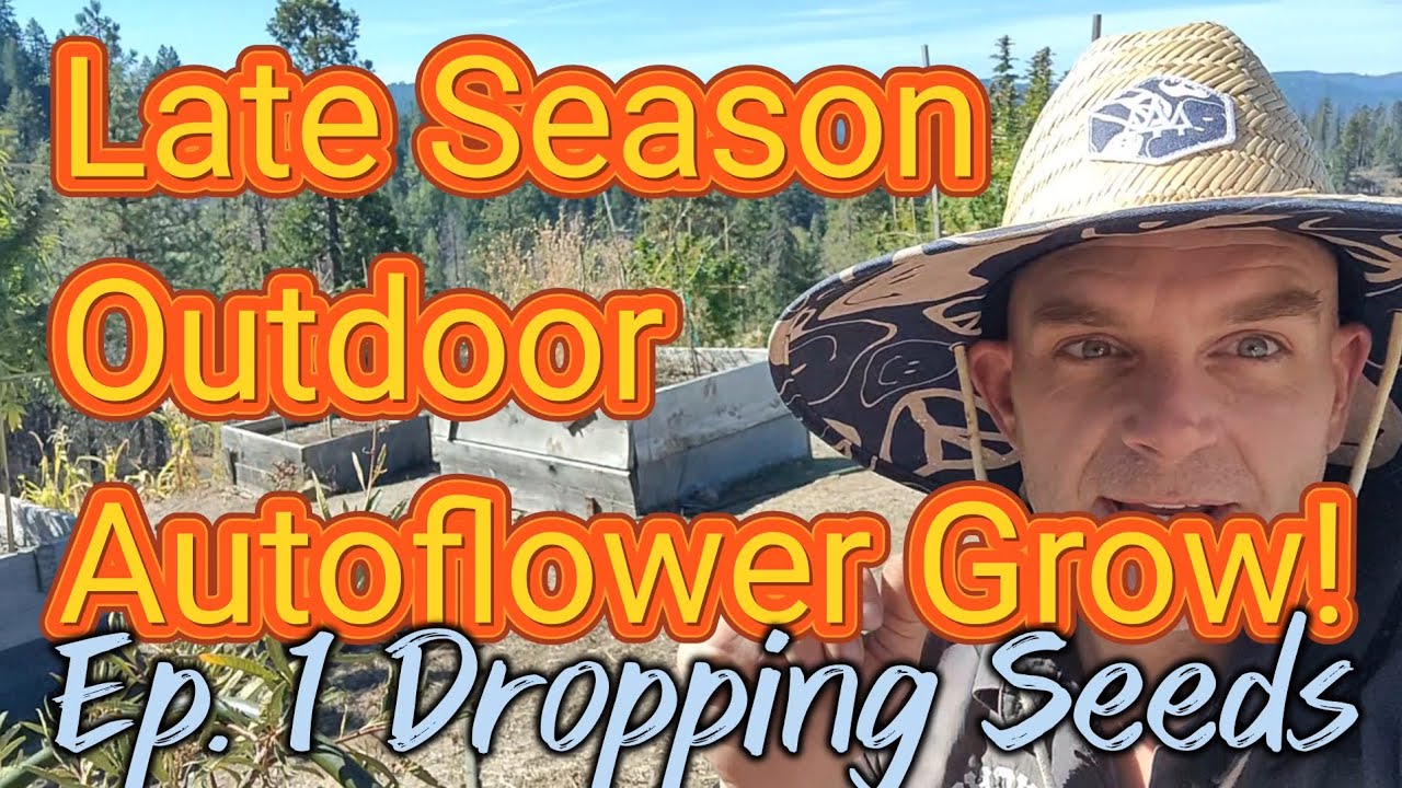 Late Season Outdoor Autoflower Grow Critical Orange Punch! Ep. 1 - YouTube