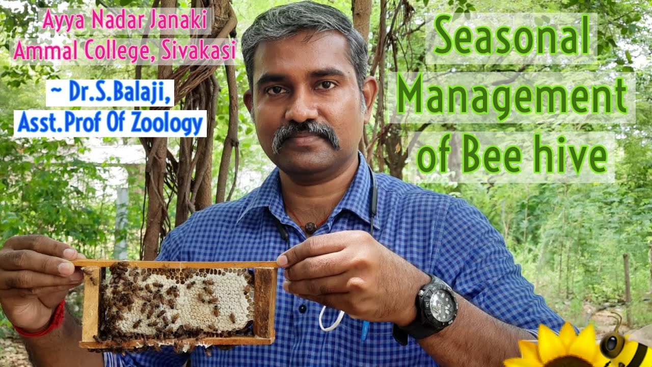 Management of artificial bee hive in different seasons - YouTube